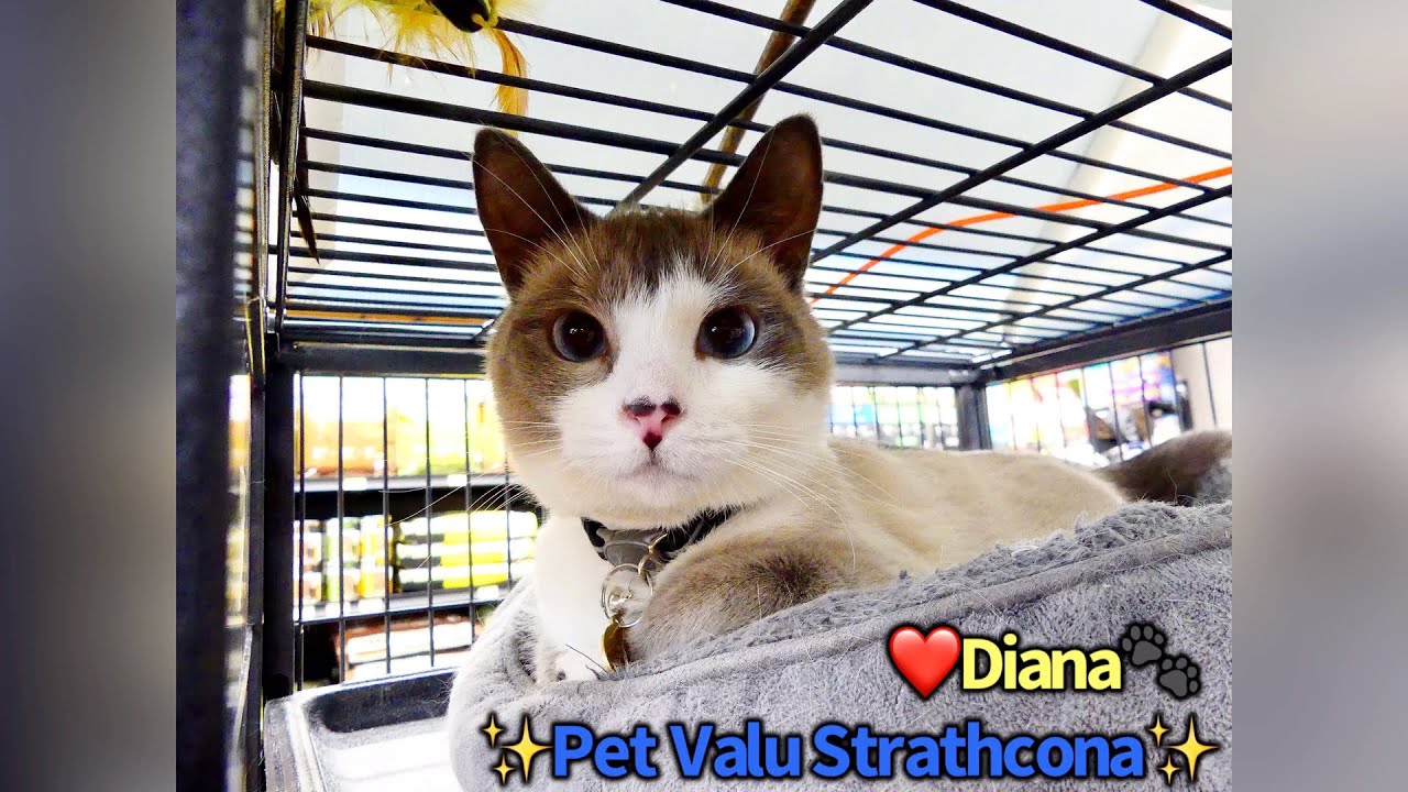 Pet Valu Strathcona Adoptable Cat DIANA ️🐾🐯 - YouTube