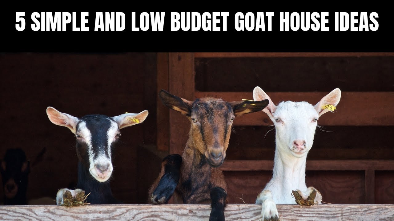 5 SIMPLE AND EASY GOAT HOUSING || Backyard goat farming - YouTube