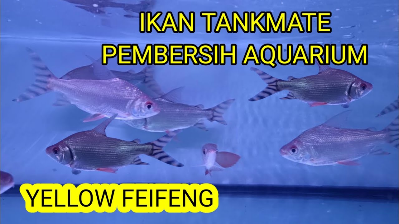 IKAN YELLOW FEIFENG PEMBERSIH AQUARIUM MEMILIKI EKOR YANG CANTIK - YouTube