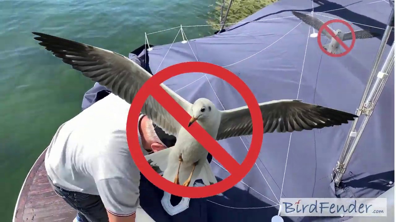BirdFender - SEAGULL deterrent for boats or yachts (EN) - YouTube