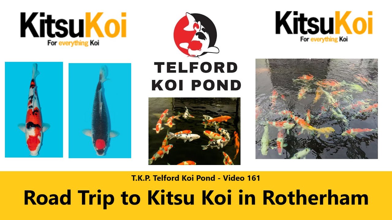 T.K.P. Telford Koi Pond - Video 161 ---Road Trip to Kitsu Koi in ...