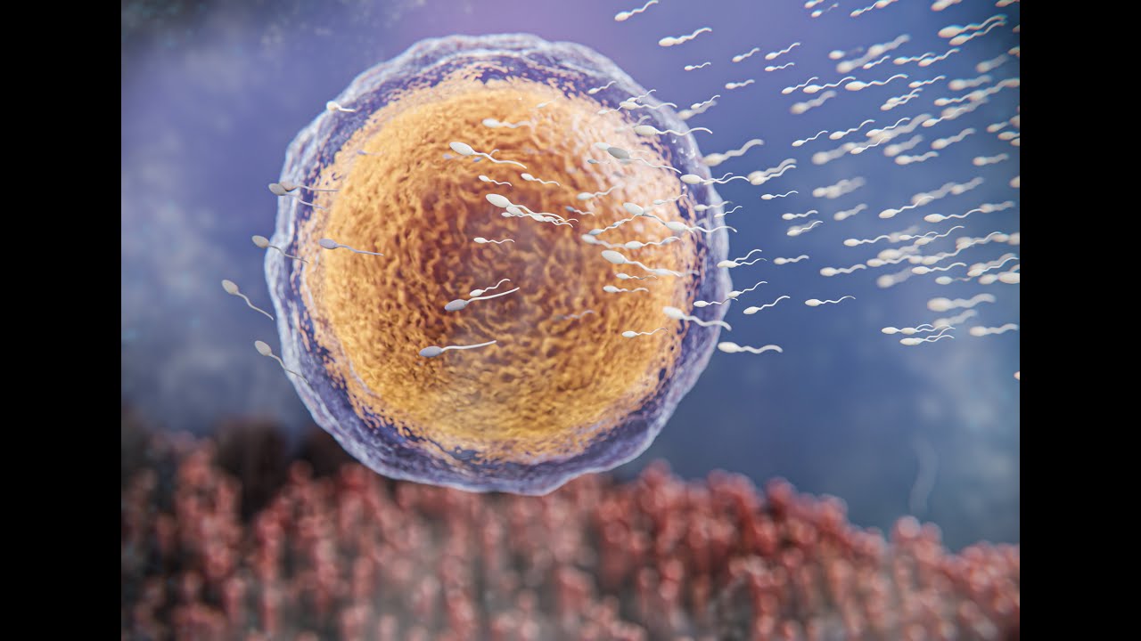 Human In Vitro Fertile(IVF) - YouTube