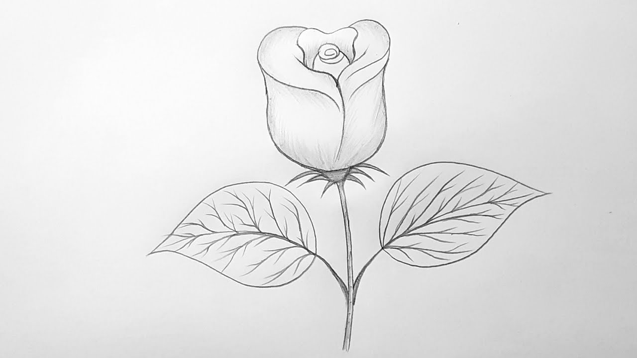 Rose Flower Drawing | Gulab ka Phol | Embroidery design | Assignment ...