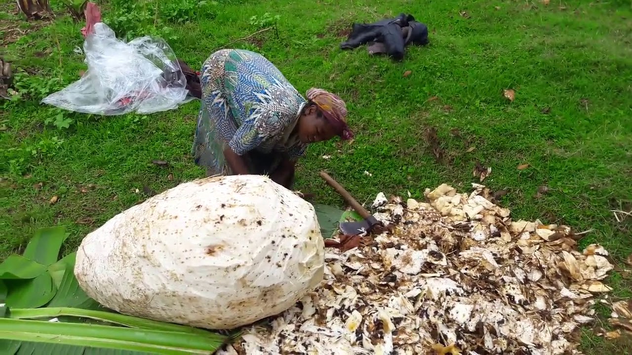 Traditional Enset Processing Practices in Gamo Highlands of Ethiopia ...