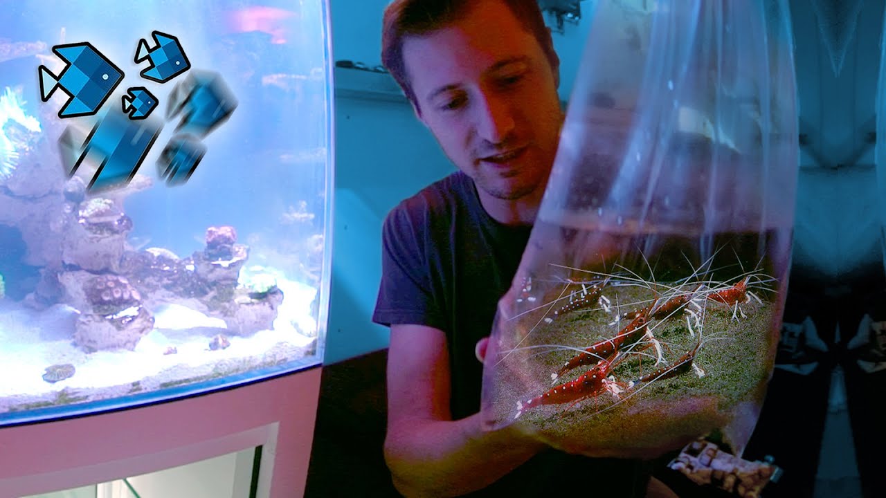 Garnelen im BOX Aquarium! - YouTube