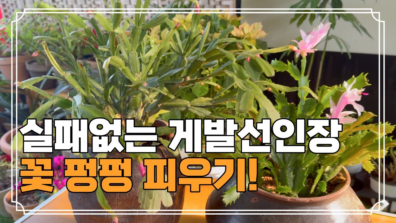게발가재발선인장 꽃 안 떨어지고 풍성하게 키우는 꿀팁 다섯가지 게발선인장 굵은 외목대로 키우기 위해 해야하는 준비
