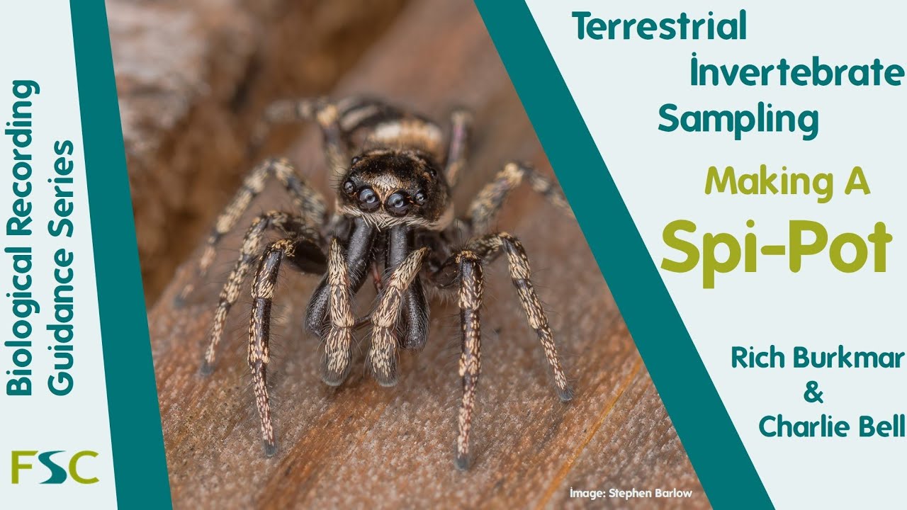 Terrestrial Invertebrate Sampling: Making a Spi-Pot - YouTube