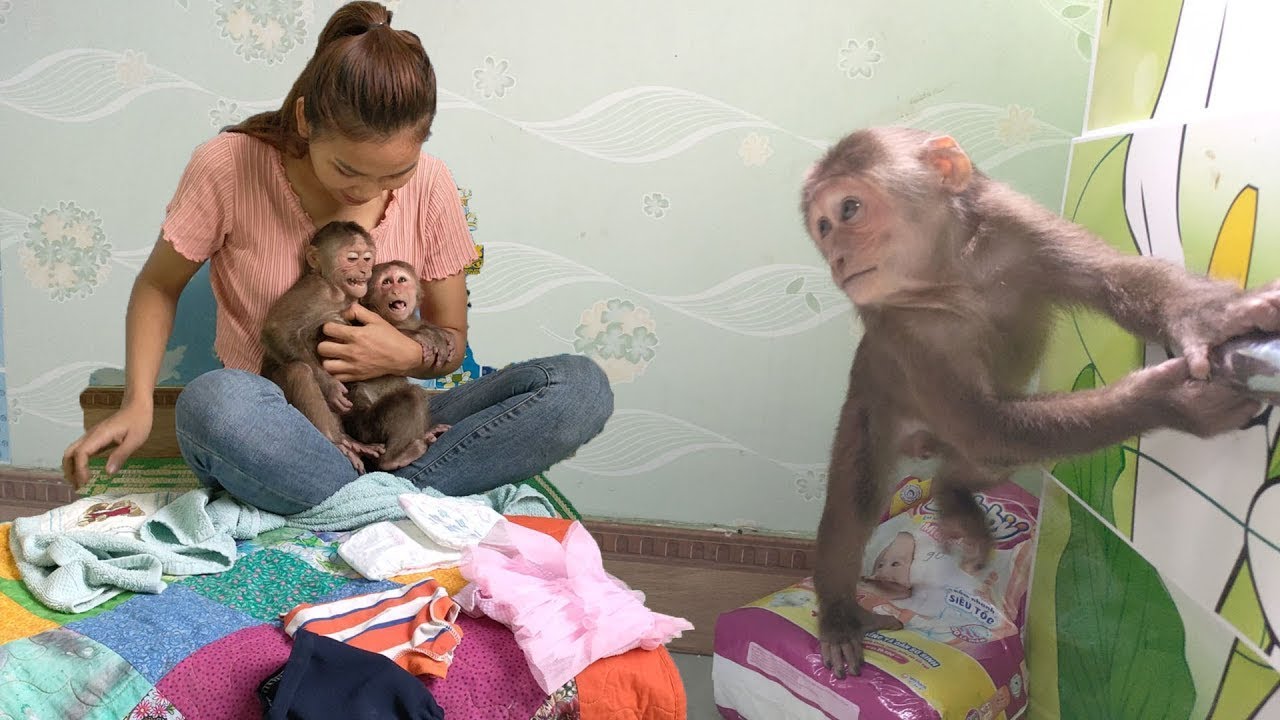 Monkey boy Kuku is a hard working maid - YouTube