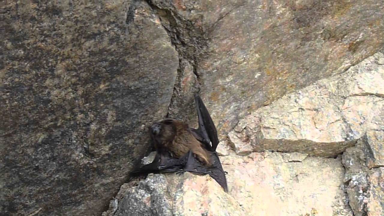 204 Swimming and Climbing Bat - YouTube
