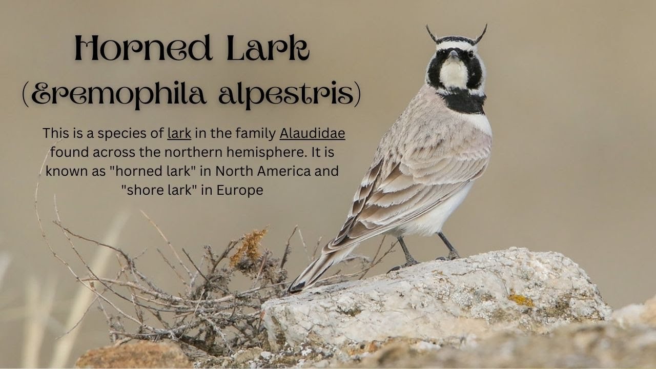 Horned Lark Call / Horned Lark Song / Horned Lark Sounds / Shore Lark ...