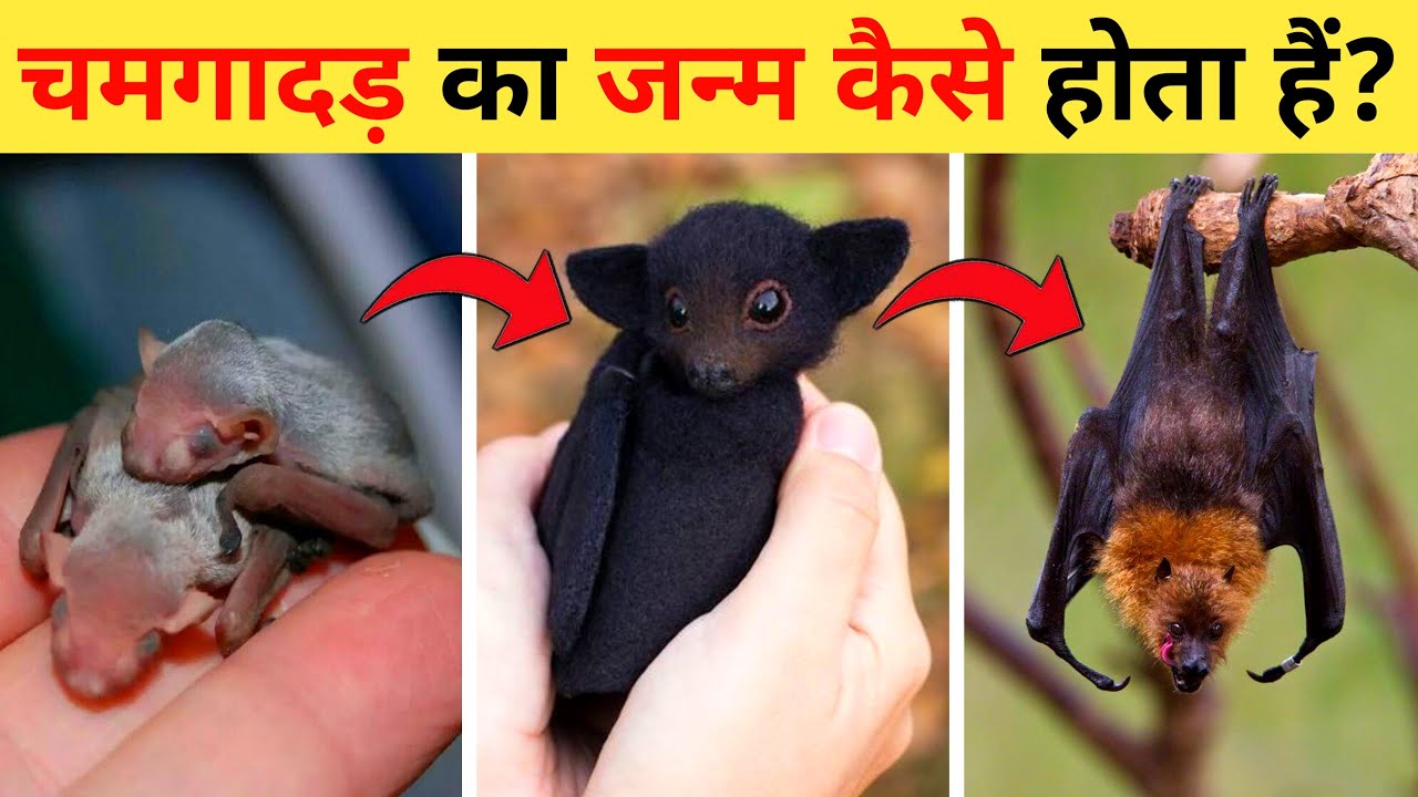 चमगादड़ का जीवन चक्र | Bat Life Cycle Video | Life Cycle Of Bat ...