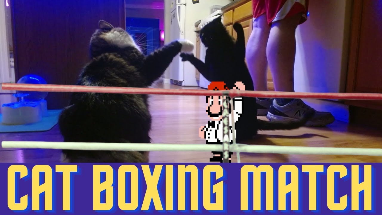 Cat Boxing Match Before Dinner (05-24-2023) - YouTube