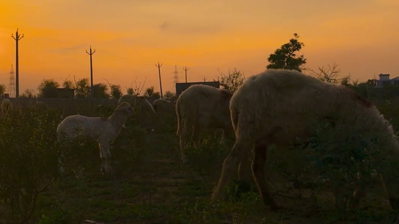 Sheep Sound | Sheep Voice | Lamb Calling Mother Sheep | Sheep Making ...