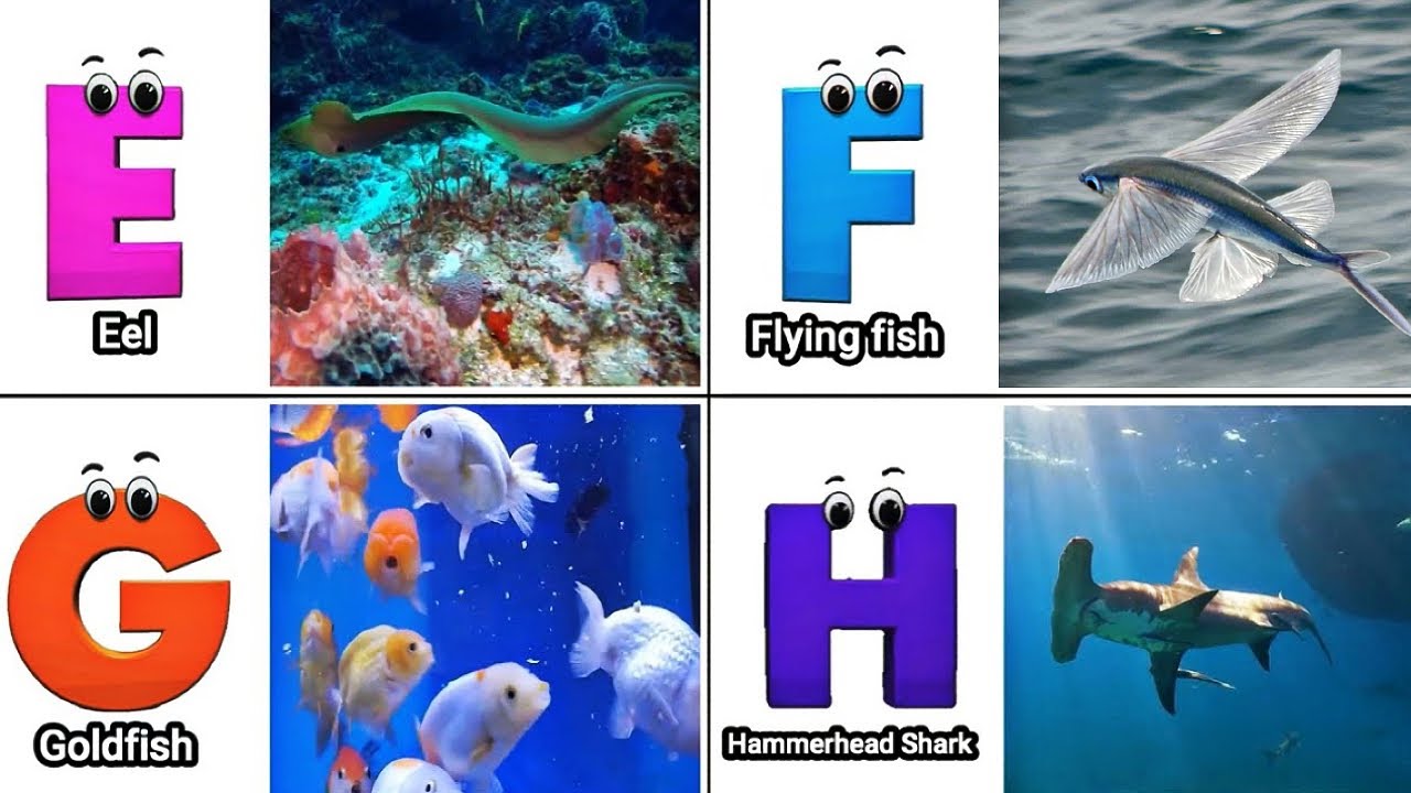 ABC Song | Sea Animals ABC Song | Phonics for Kids, Learn ABC, Baby ...