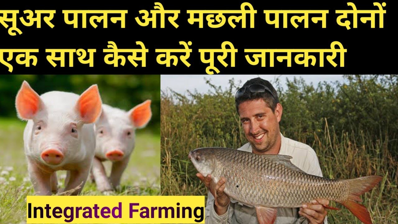Integrated Farming ~ Fish Farming + Pig Farming केसे करें 🔥 - YouTube