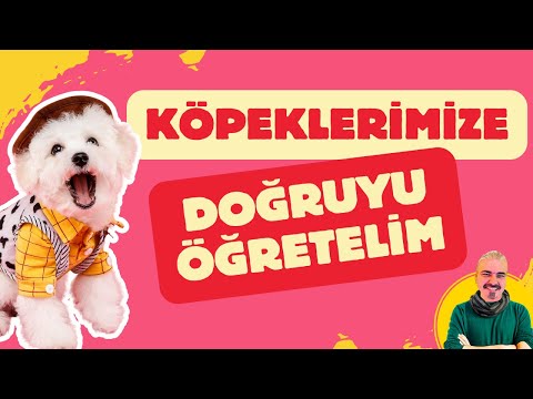Köpeklerimize Doğruyu Öğretelim | Hayır Komutu | Köpek Eğitimi