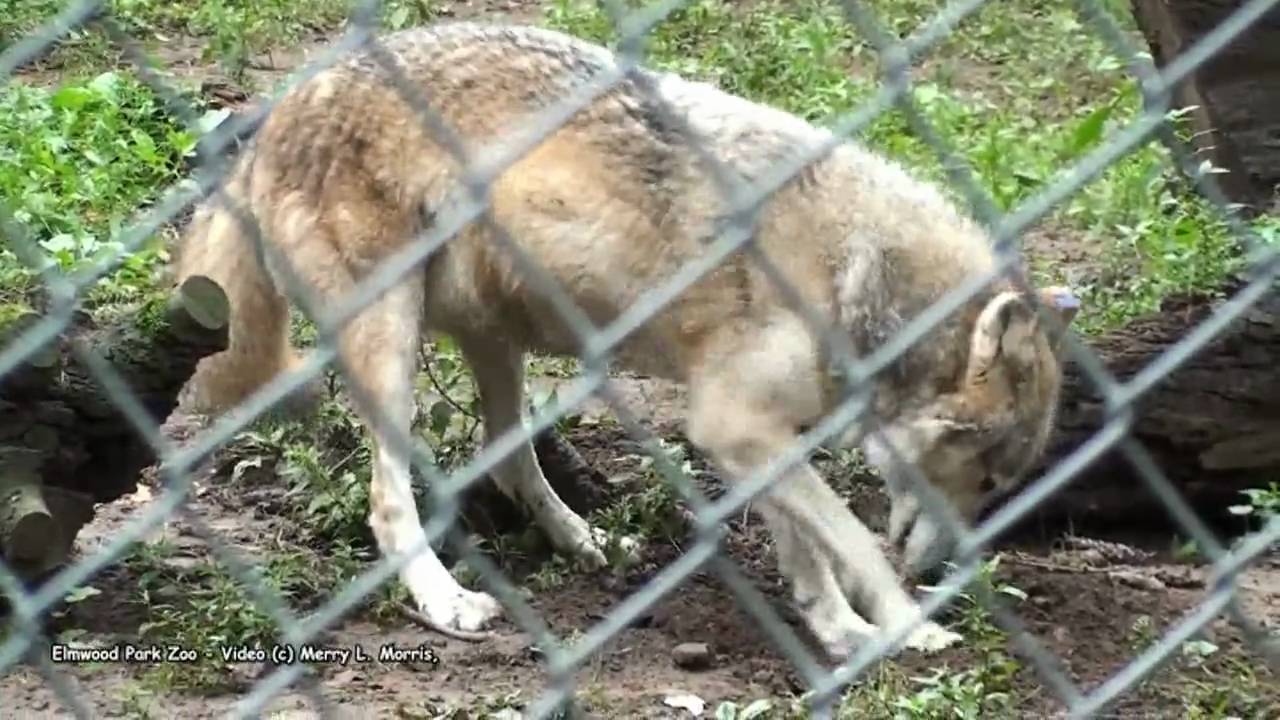 Elmwood Park Zoo Wolf Preparing Place for Nap - YouTube