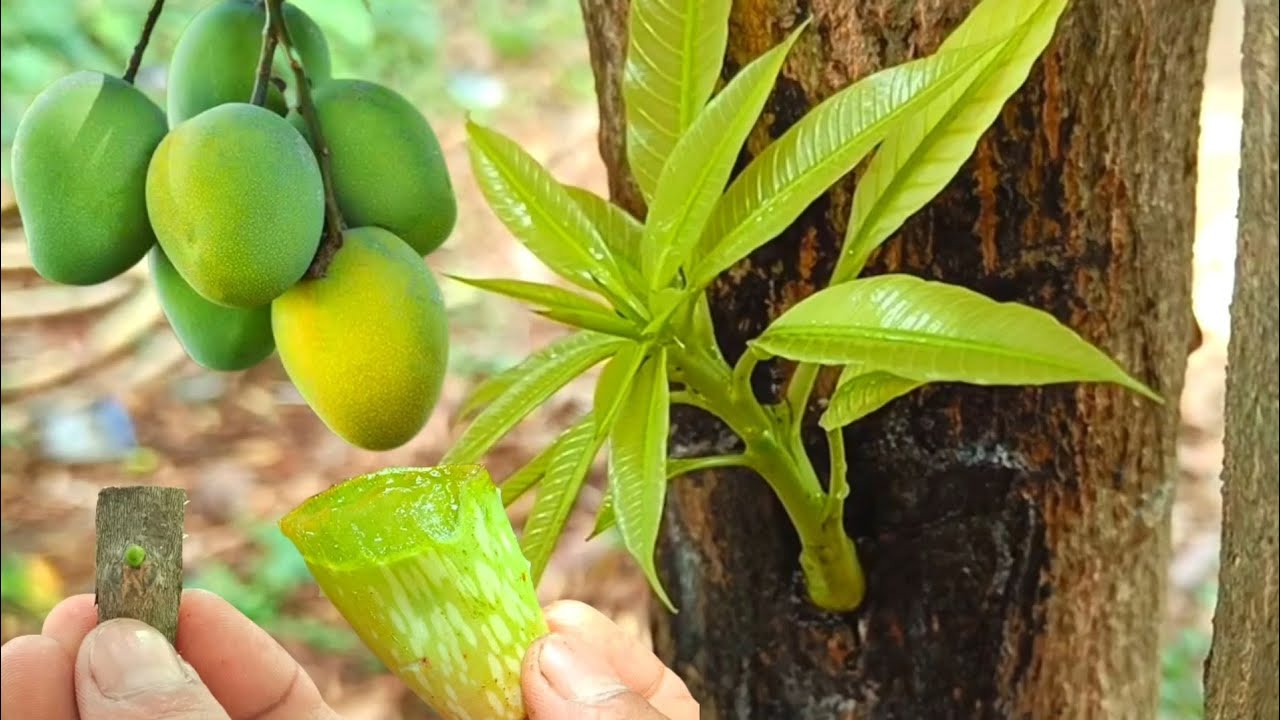 Mango Grafting Results With Natural Hormone | Single Bud Grafting on ...