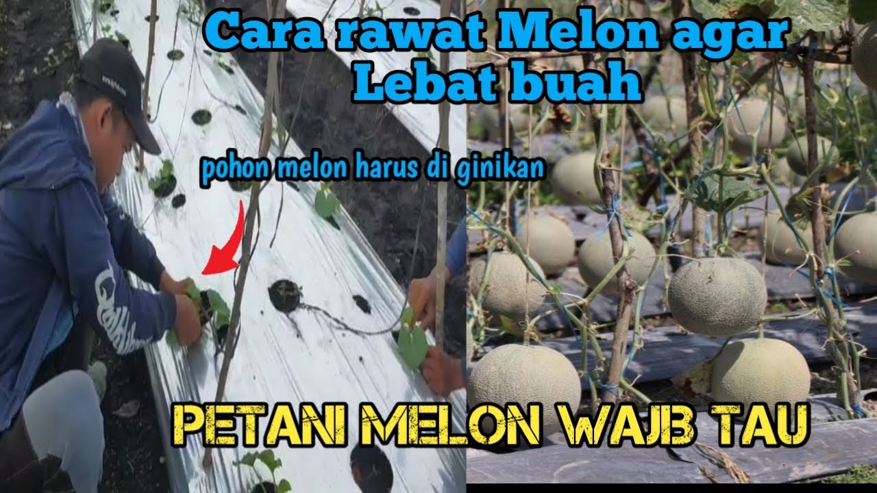Cara rawat Melon Agar lebat buah || Tanam Melon di putik agar Subur ...