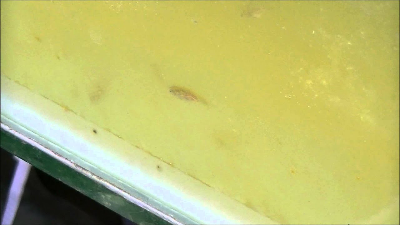 Ryukin fry 2 weeks old - YouTube
