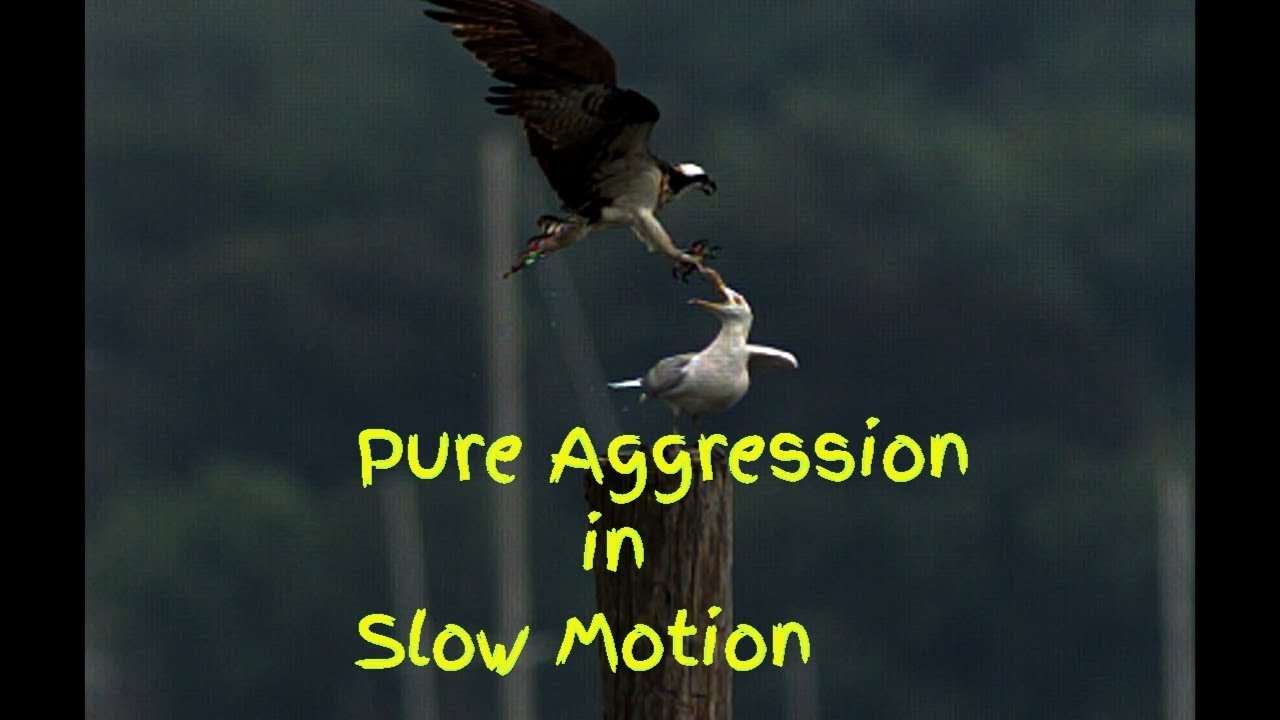 Slow motion Osprey V Gull Pure aggression - YouTube