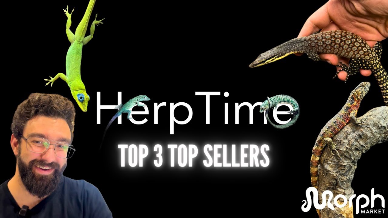 HerpTime's 3 Most Popular Reptiles On MorphMarket - YouTube