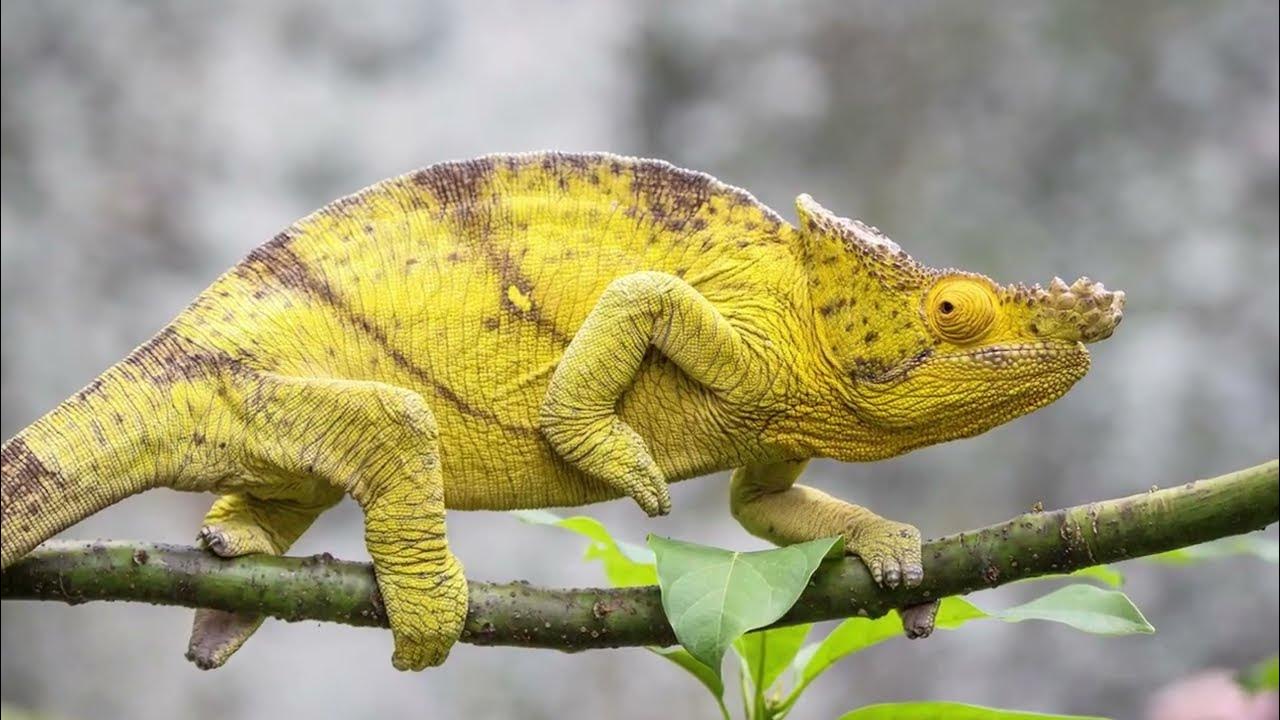 Reptile | Definition, Characteristics, Examples, & Facts - YouTube