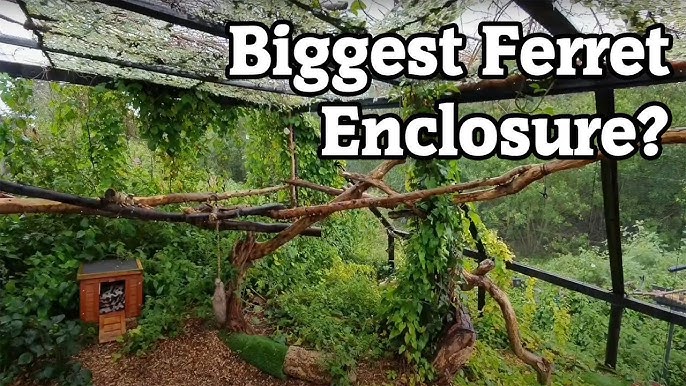 Outdoor Ferret Cages