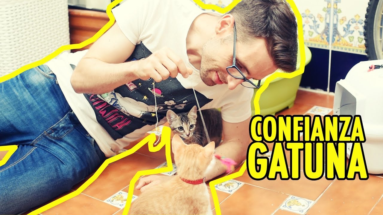 ¿Cómo ganarte la CONFIANZA de tu GATO? 😼 ¡Haz esto! - YouTube