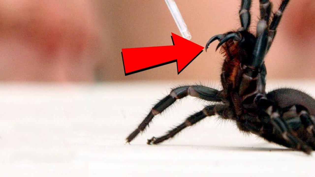 Creatures With The Most Powerful Venom - YouTube