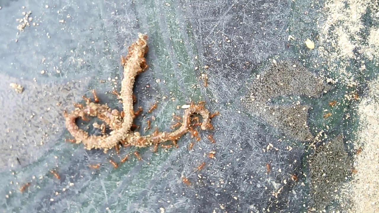 fire ant colony attack earthworm - YouTube