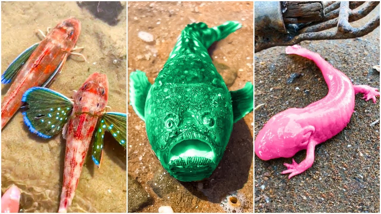 Catching Seafood 🦑🦀 Deep Sea Octopus Catch Fish,Catch Shark Tik Tok ...