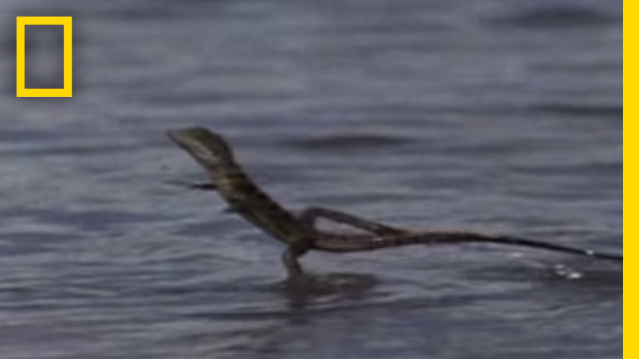 Jesus Christ Lizard | National Geographic - YouTube