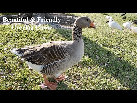 Nature Sounds of Greylag Goose Honking Sounds & Bird Song Singing - YouTube