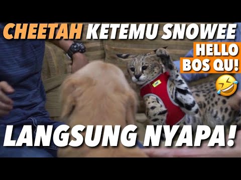 ANAK CHEETAH LULUH KETEMU SNOWEE! | THE GOLDEN FAMILY - YouTube