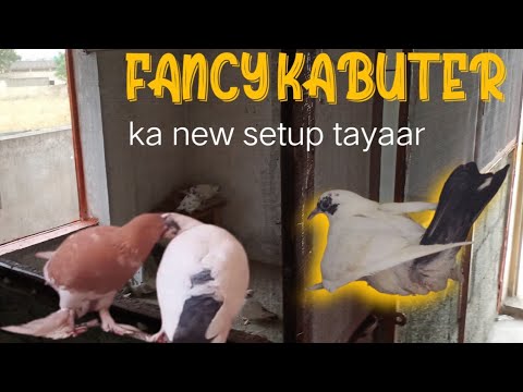 Tour of My Fancy Kabuter Ka Naya Setup||Making Your Kabuter Feel like ...