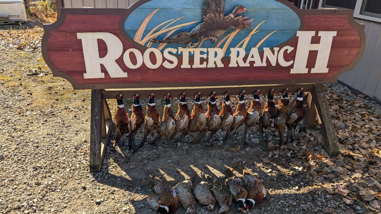 PHEASANT HUNTING AT THE ROOSTER RANCH IS WORLD CLASS 🔥👍🏻🇺🇸🪶 #hunting # ...