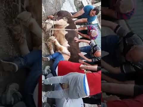 kurban kesimi 850 kg