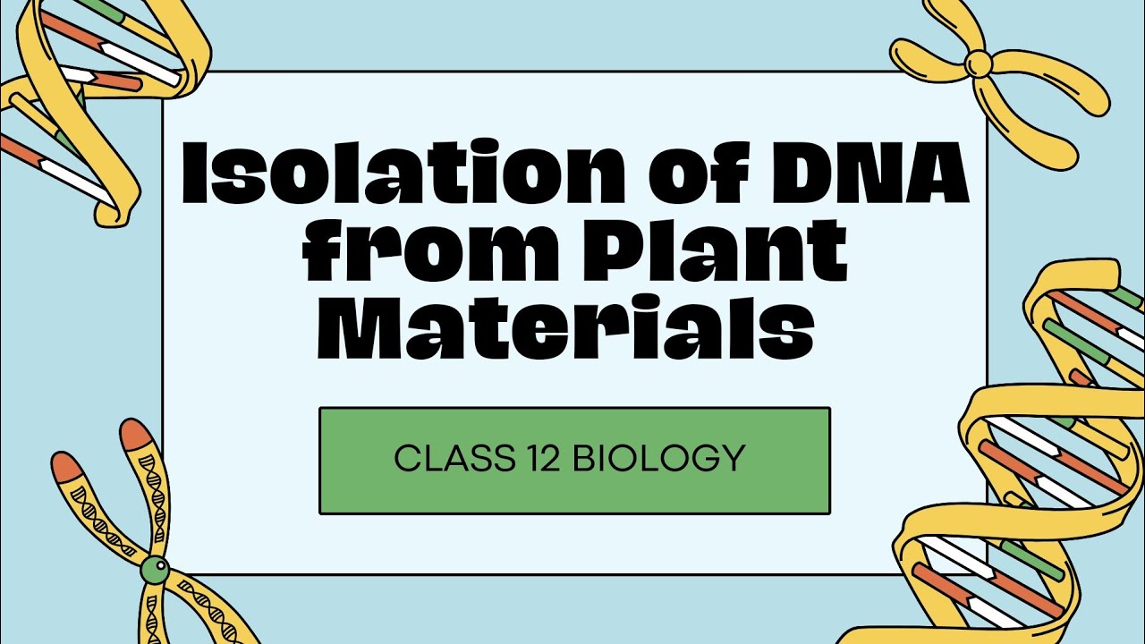🧬 Isolation of DNA from Plant Materials 🍌 Biology Practical of Class 12 ...