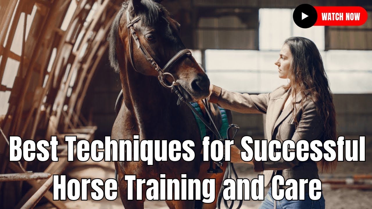 Best Techniques for Successful Horse Training and Care - YouTube