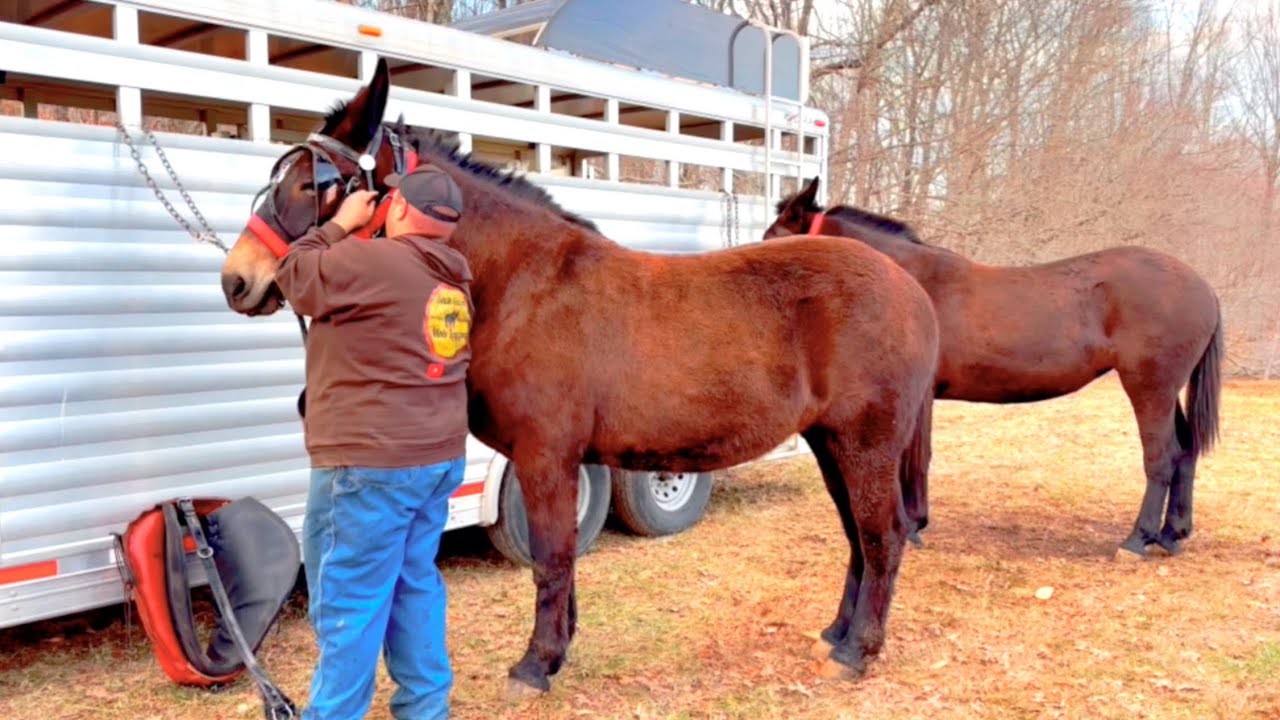 SMASHED chainsaw and LOGGING MULES…#186 - YouTube