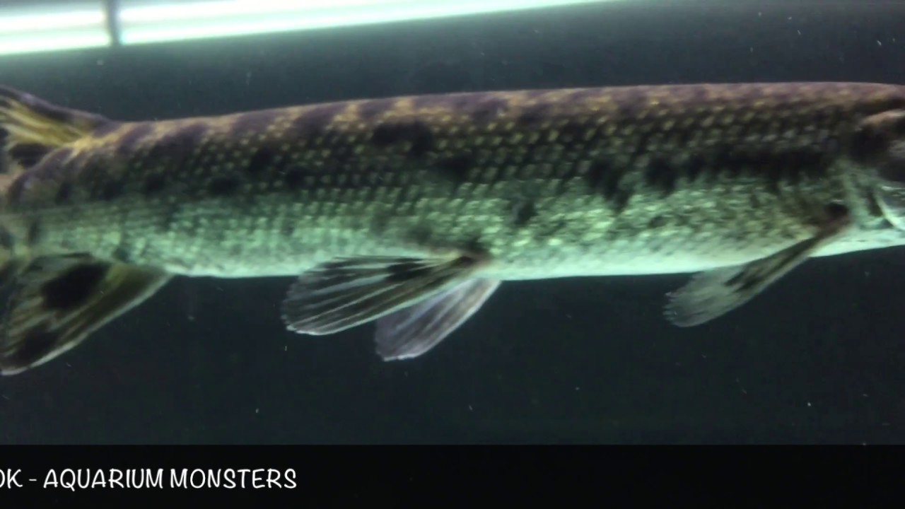 NEW MONSTER ALLIGATOR GAR ADDED IN PREDATOR TANK - YouTube