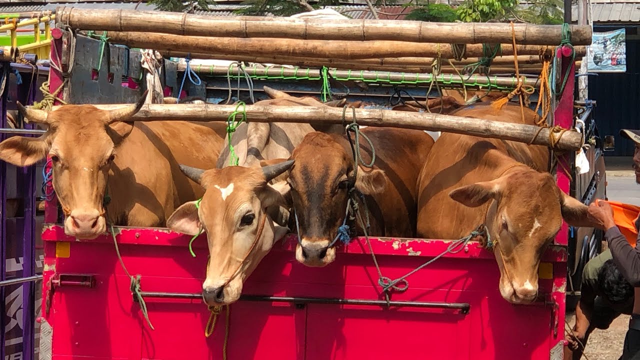 funny cow unloading from truck at the market|cow sound videos for kids ...