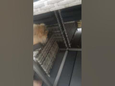 хитрый жук))) - YouTube