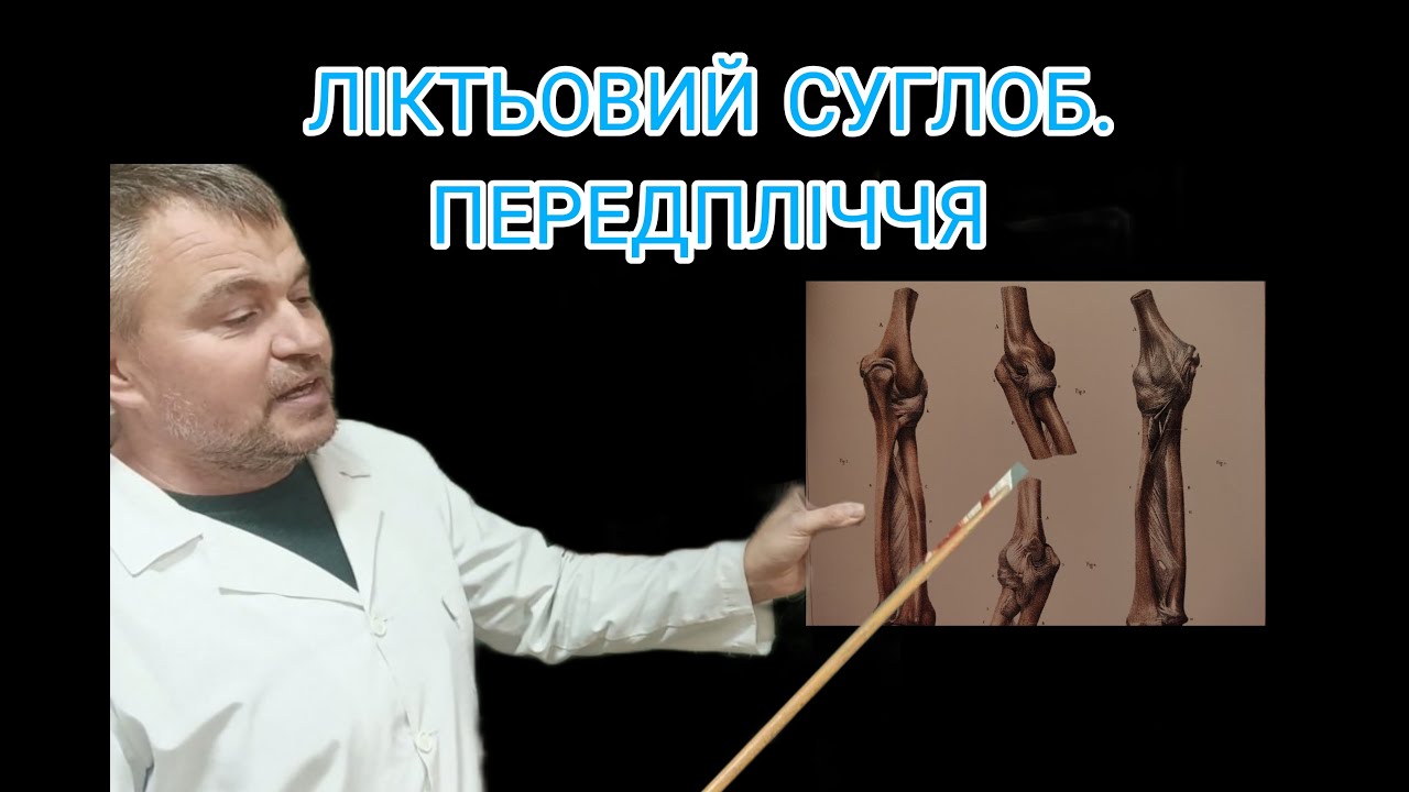 Анатомія. Верхня кінцівка. Ч. 2. Передпліччя. Ліктьовий суглоб ...