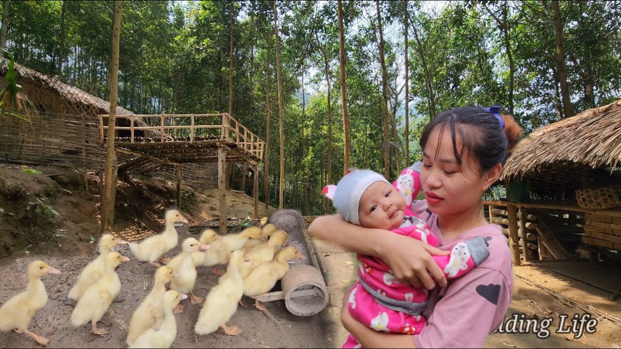 Farming, Raising new ducks, Prepare bamboo to fence the playground for ...
