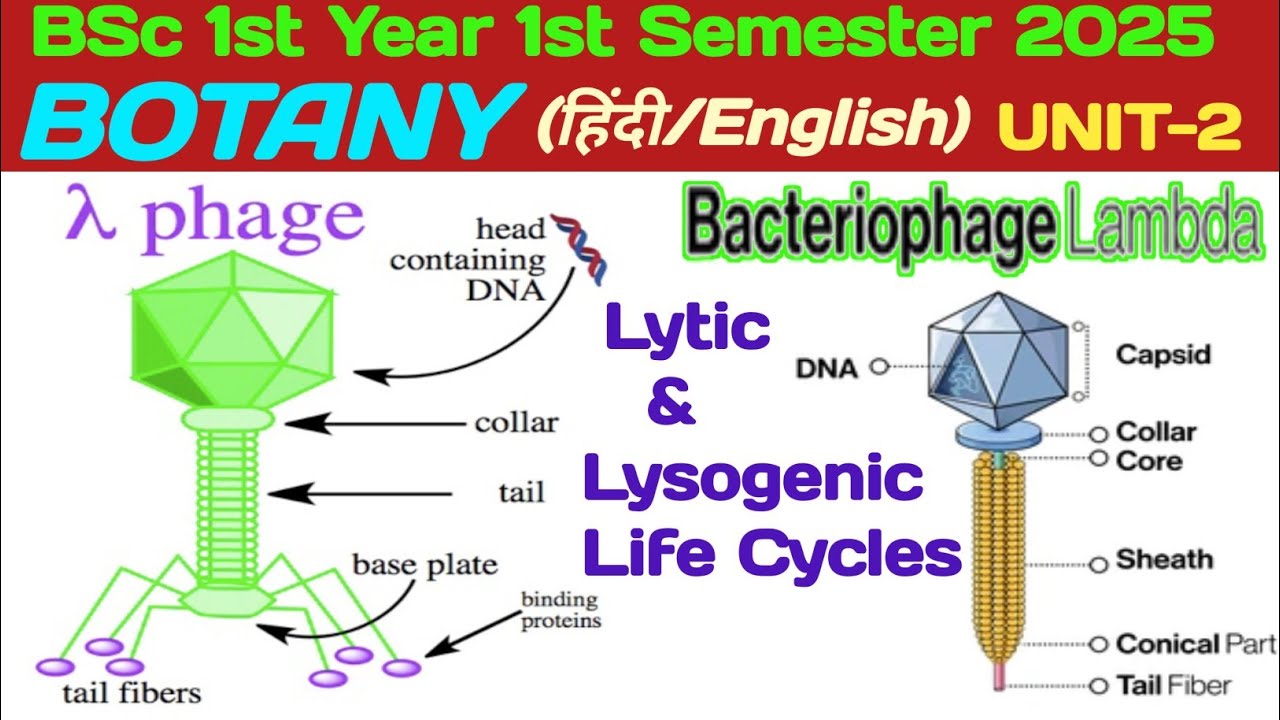 λ Phage//Lambda phage BSc 1st Semester Botany 2025//Lytic & Lysogenic Life Cycle of ...