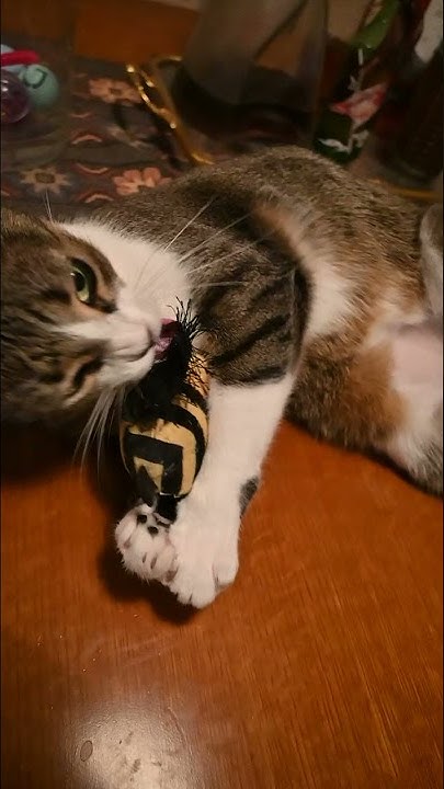 Delicious Catnip Bee! - YouTube