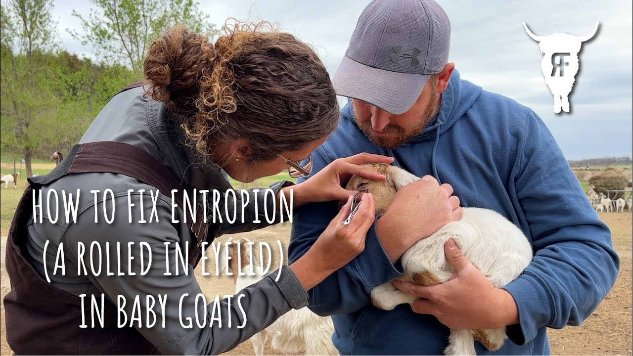 How to fix entropion (a rolled in eyelid) in a baby goat. - YouTube