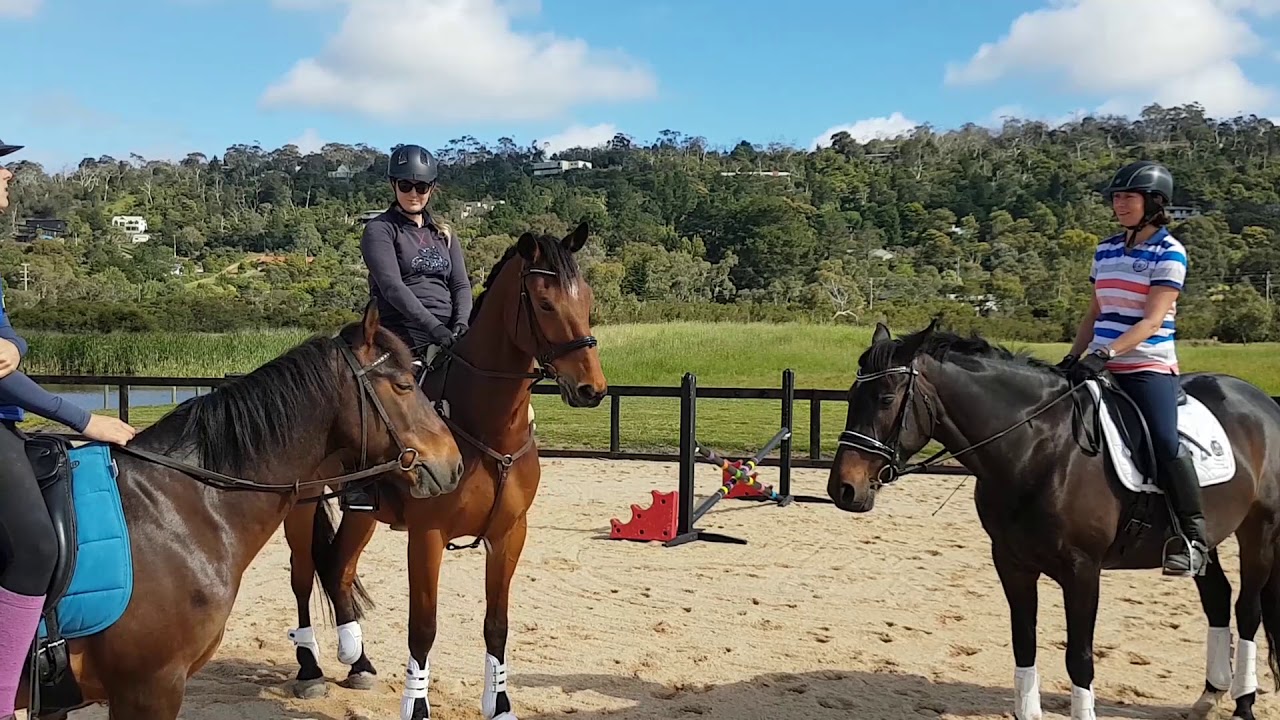 136ll WILD HORSEs CAN JUMP!! Australian Brumby Challenge Lara Beth ...